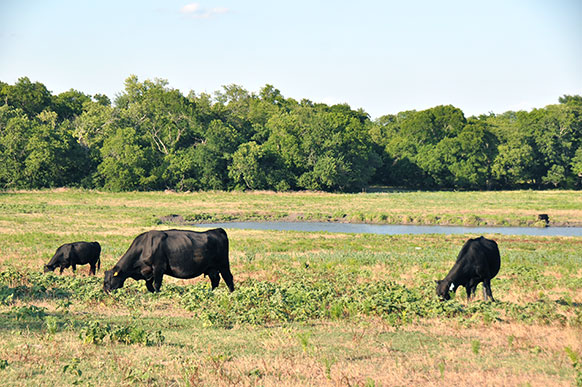 East Texas Land - Rural Acreage For Sale - Recreational & Wooded ...