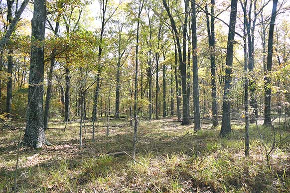 East Texas Land - Rural Acreage For Sale - Recreational & Wooded ...