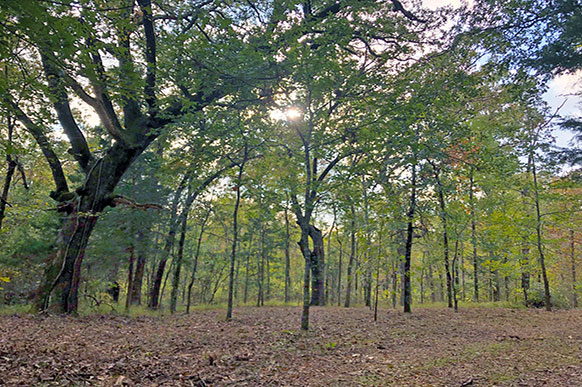 East Texas Land - Rural Acreage For Sale - Recreational & Wooded ...